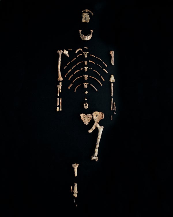Fossil Human Ancestor ‘Lucy’ Remains Pivotal 50 Years after Discovery ...