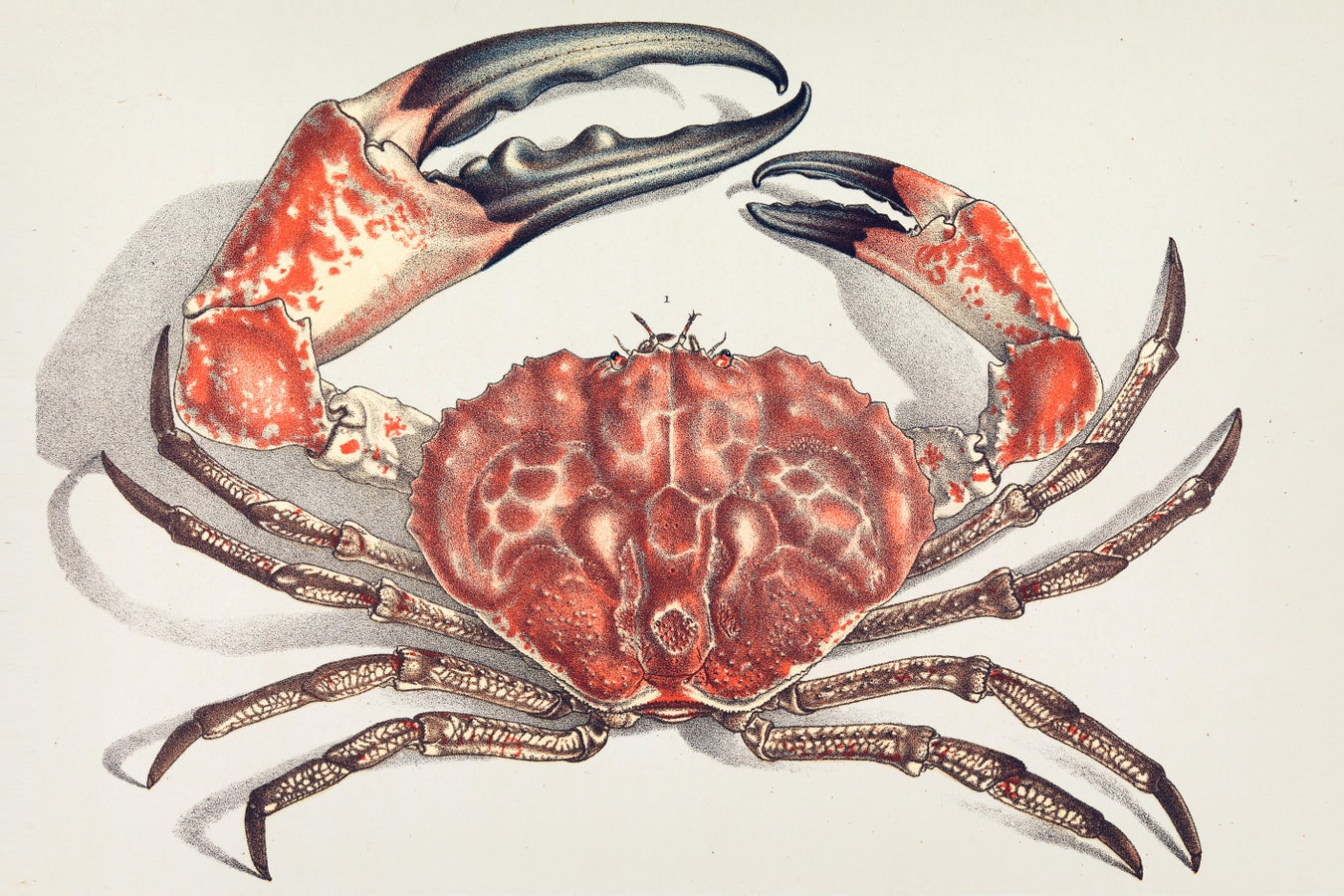 Ancient Crustacean Has Largest Fossil Claw of Any Crab Ever Recorded ...