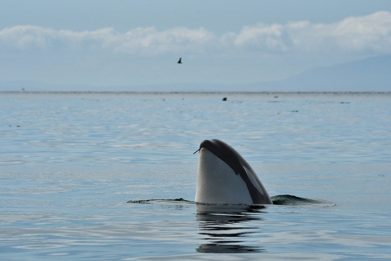 Orcas’ Social Skin-Care Routine Uses Kelp as a Tool | Scientific American