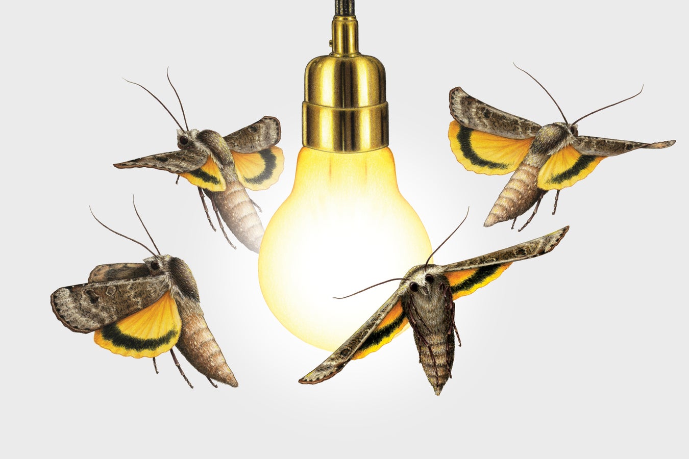 Why Insects Are Lured to Lights in the Night | Scientific American