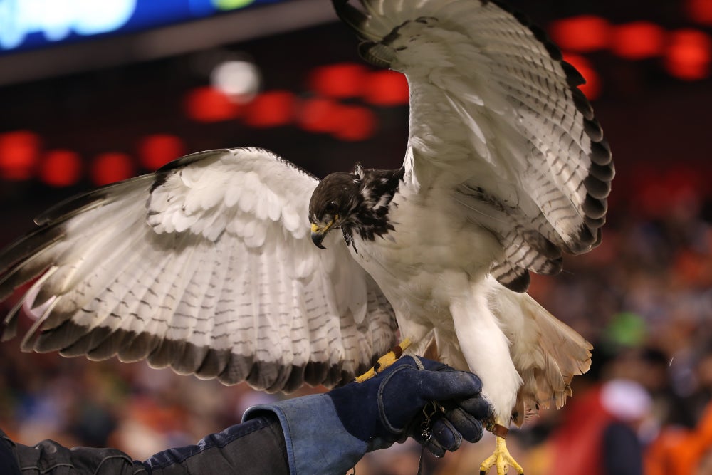 Are seahawks real? The science behind Seattle's Super Bowl team ...
