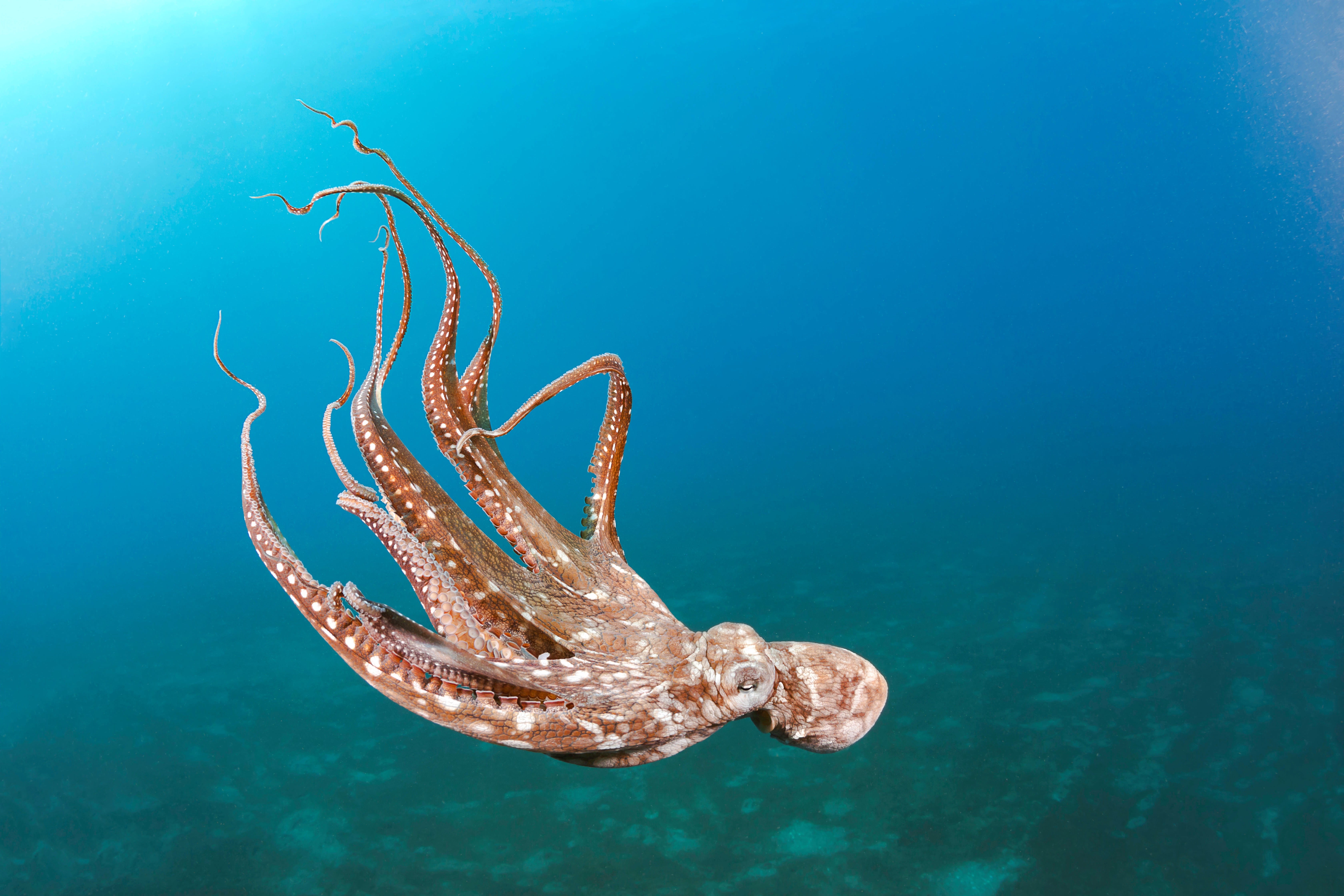 Octopus Swimming In The Water