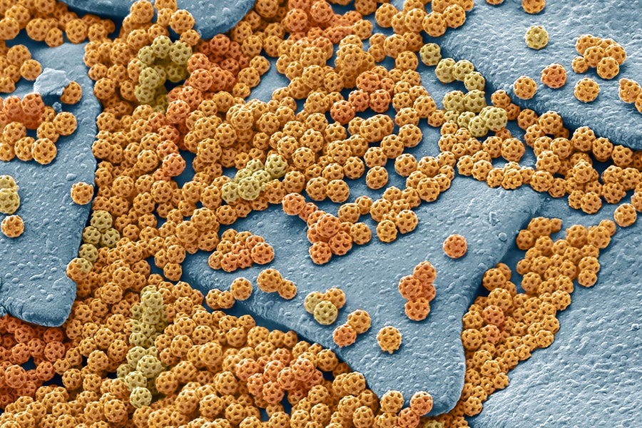 Nanotech Scientists Build on an Insect’s Odd Soccer-Ball-Like ...