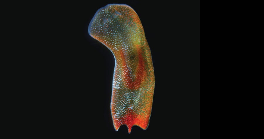 Regenerating Deep-Sea Worms Harness Live-In Algae as They Split into ...