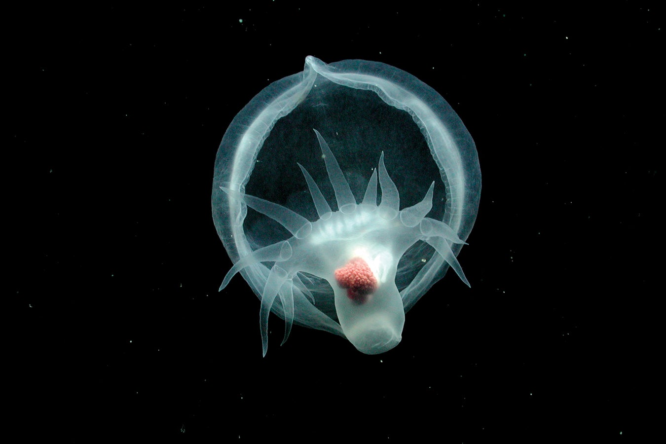 Glowing “Mystery Mollusk” Finally Identified | Scientific American