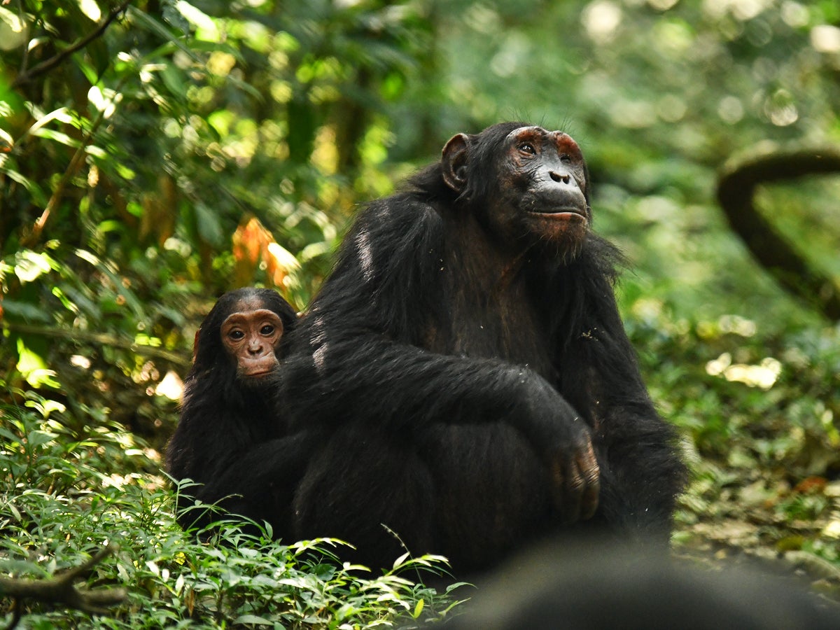 chimpanzee or monkey