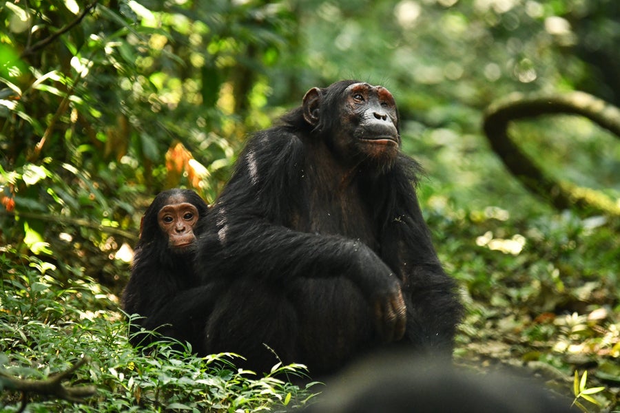 Surprising Chimpanzee Signal Reveals Secrets of Ape Communication ...