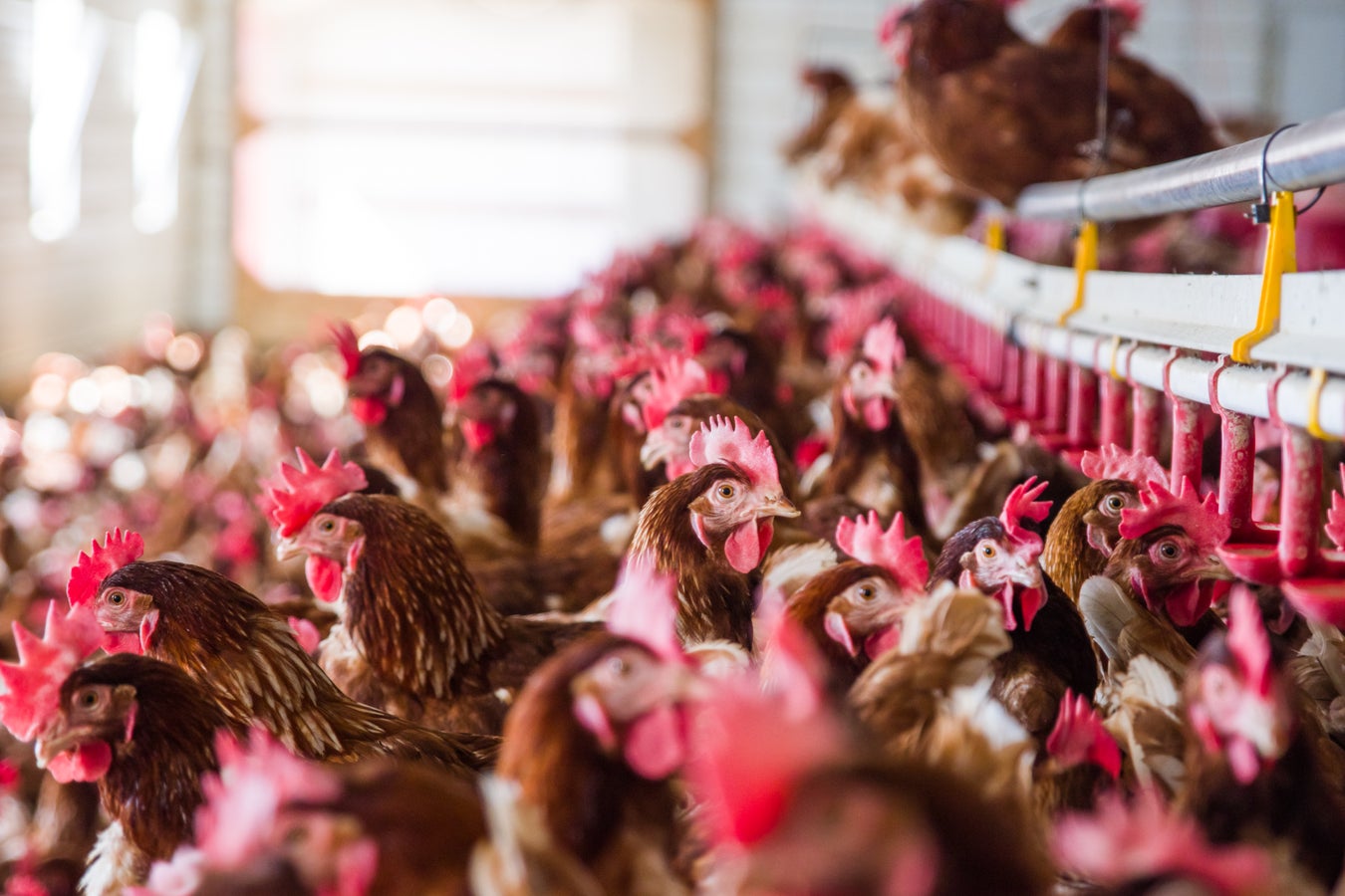 U.S. Has First Case of Severe Bird Flu, CDC Confirms in H5N1 Update ...