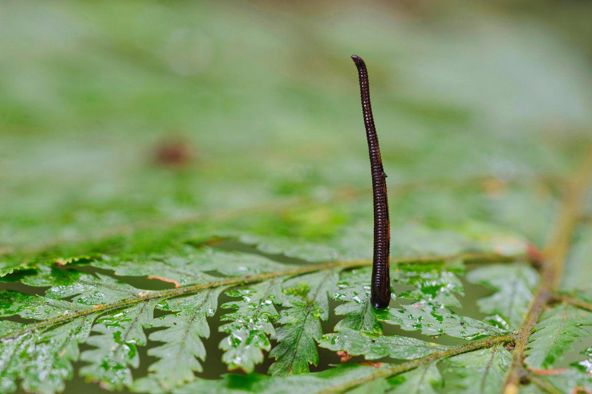 These Bloodsucking Leeches Jump like Striking Cobras | Scientific American
