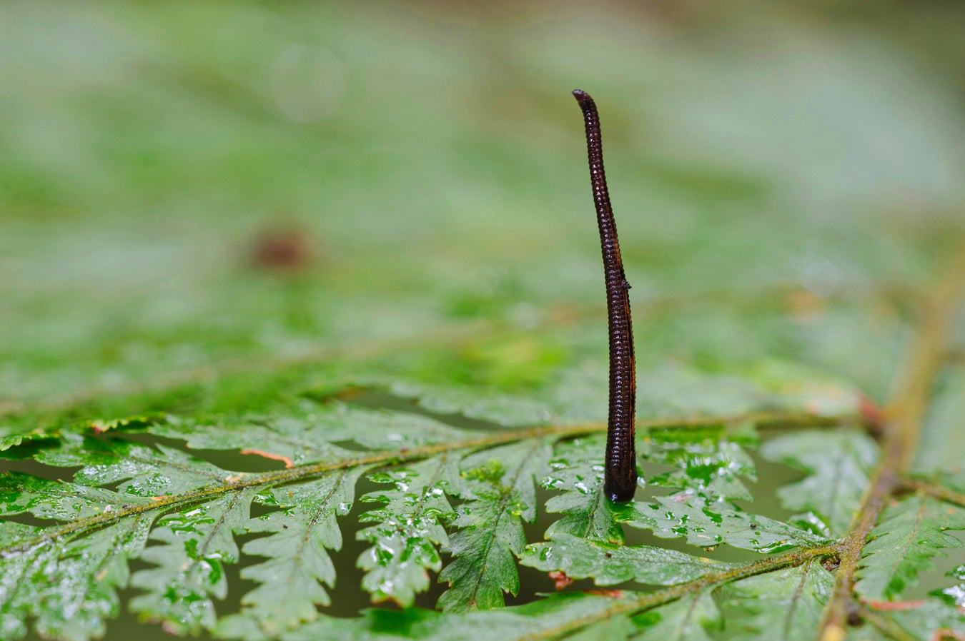 These Bloodsucking Leeches Jump like Striking Cobras | Scientific American