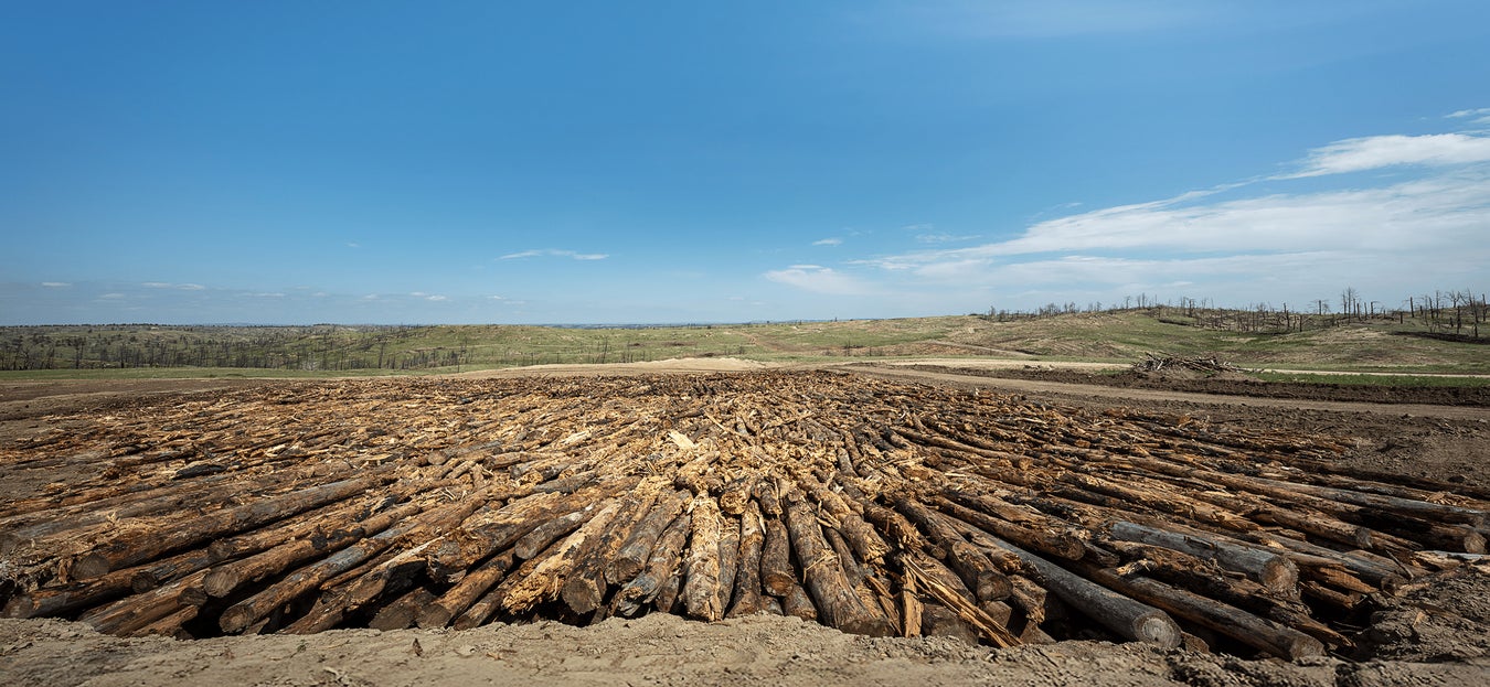 How ‘Wood Vaulting’ Could Help Slow Climate Change | Scientific American