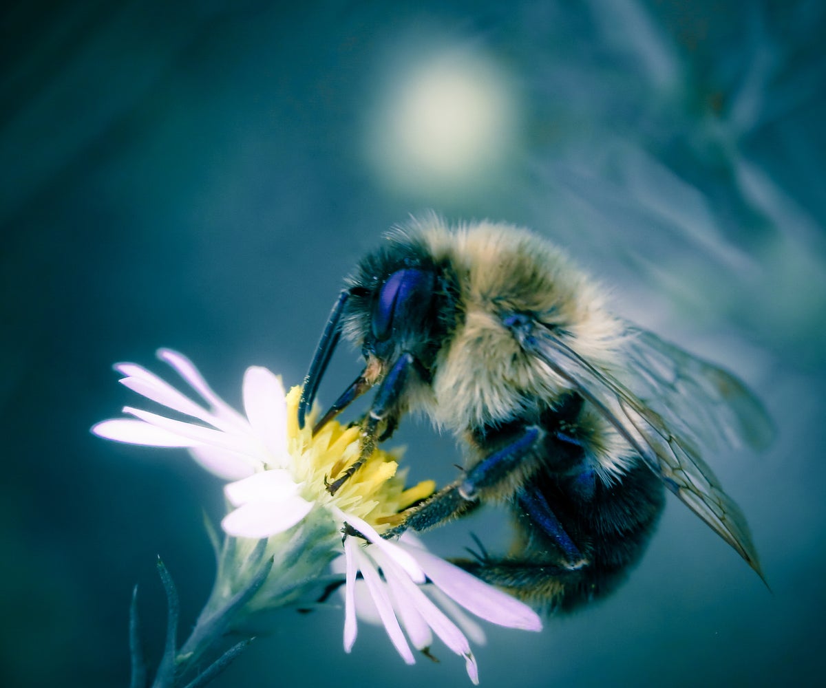 Do Insects Have an Inner Life? Animal Consciousness Needs a Rethink ...
