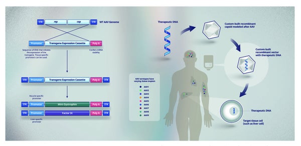 From Discovery Through Delivery: Patient-Focused Development of Gene ...