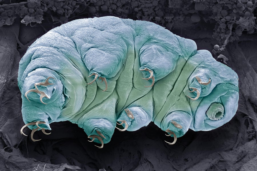 Cute Little Tardigrades Are Basically Indestructible, and Scientists ...