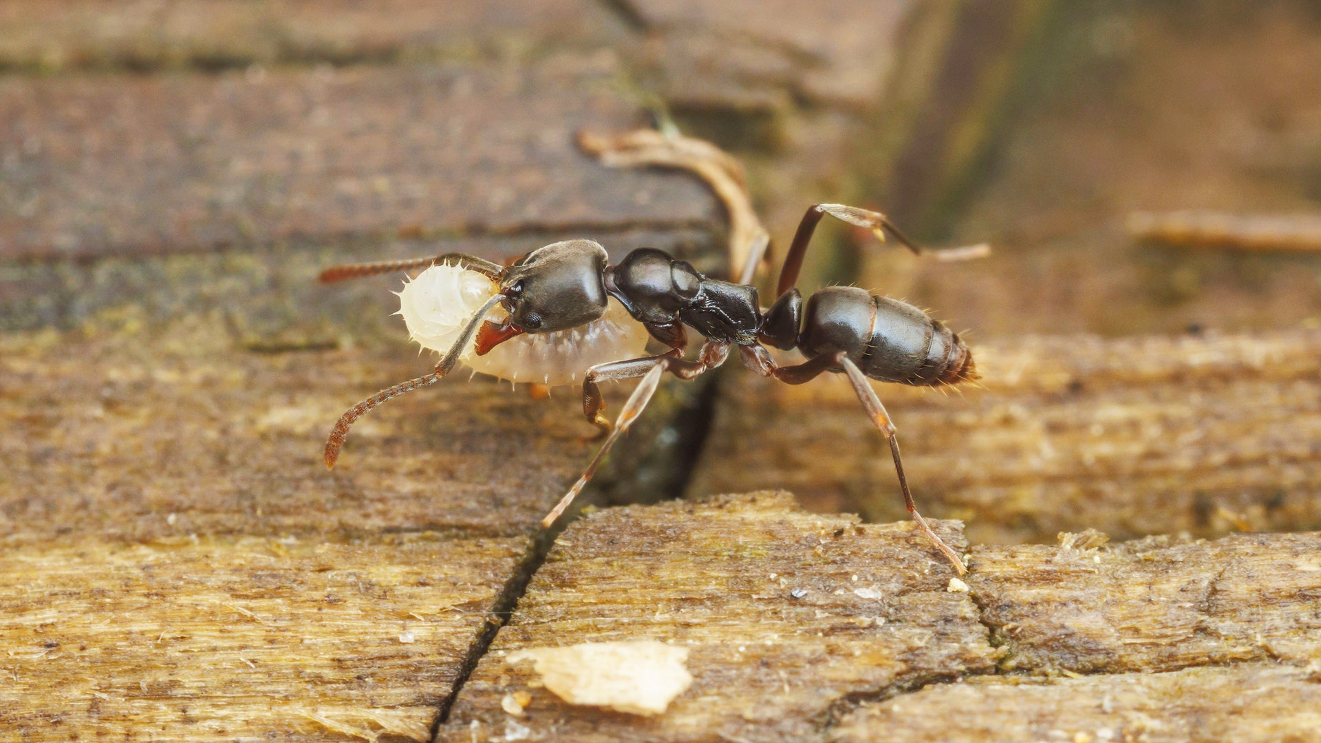 carpenter ants bite