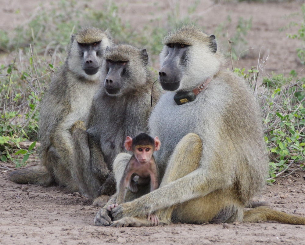 When Baboon Dads Stick Around, Their Daughters Live Longer | Scientific ...