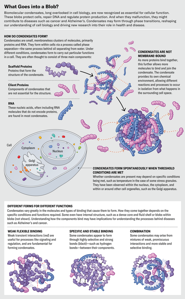 Mysterious Blobs Found in Cells Are Rewriting How Life Works ...