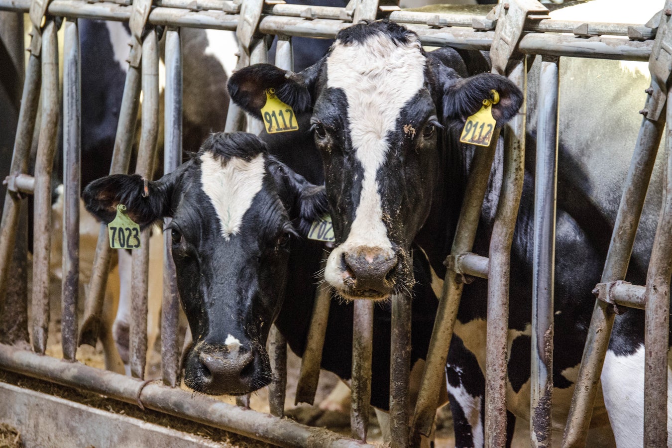 U.S. Needs to Better Track Bird Flu Spread in Farm Animals, Farm ...