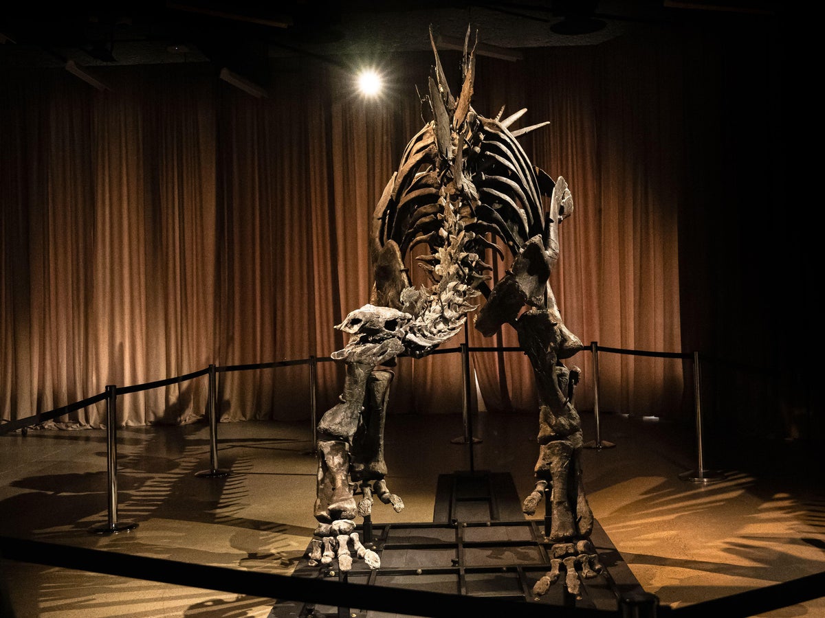 baby stegosaurus fossil