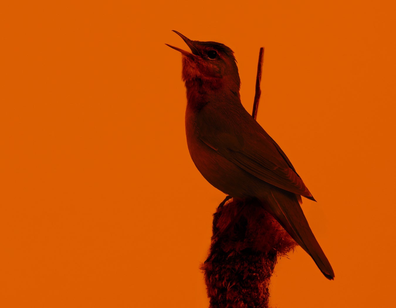 Birds Went Silent during the Great North American Eclipse—Here’s What ...