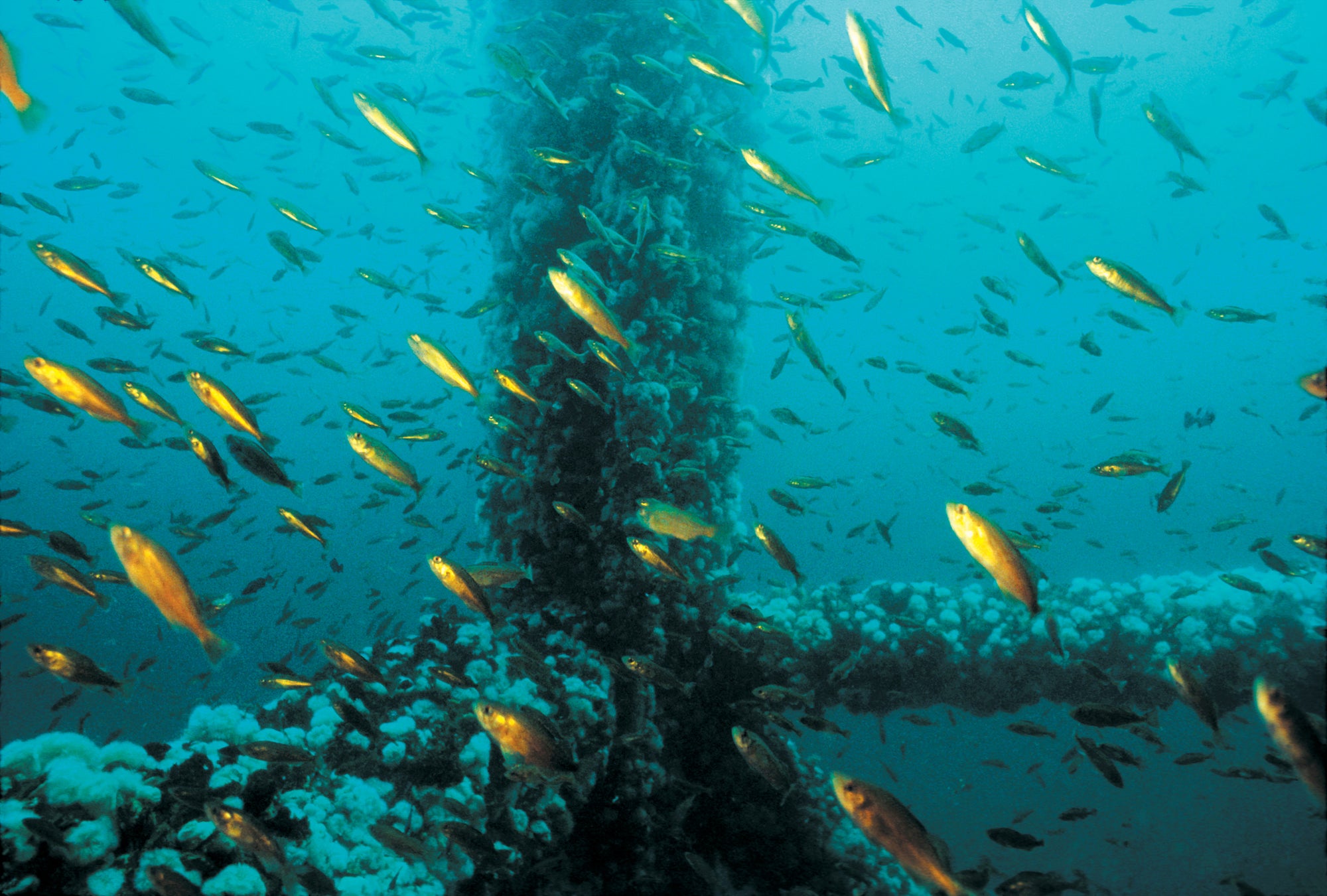 Should Offshore Oil Rigs Be Turned into Artificial Reefs? | Scientific ...