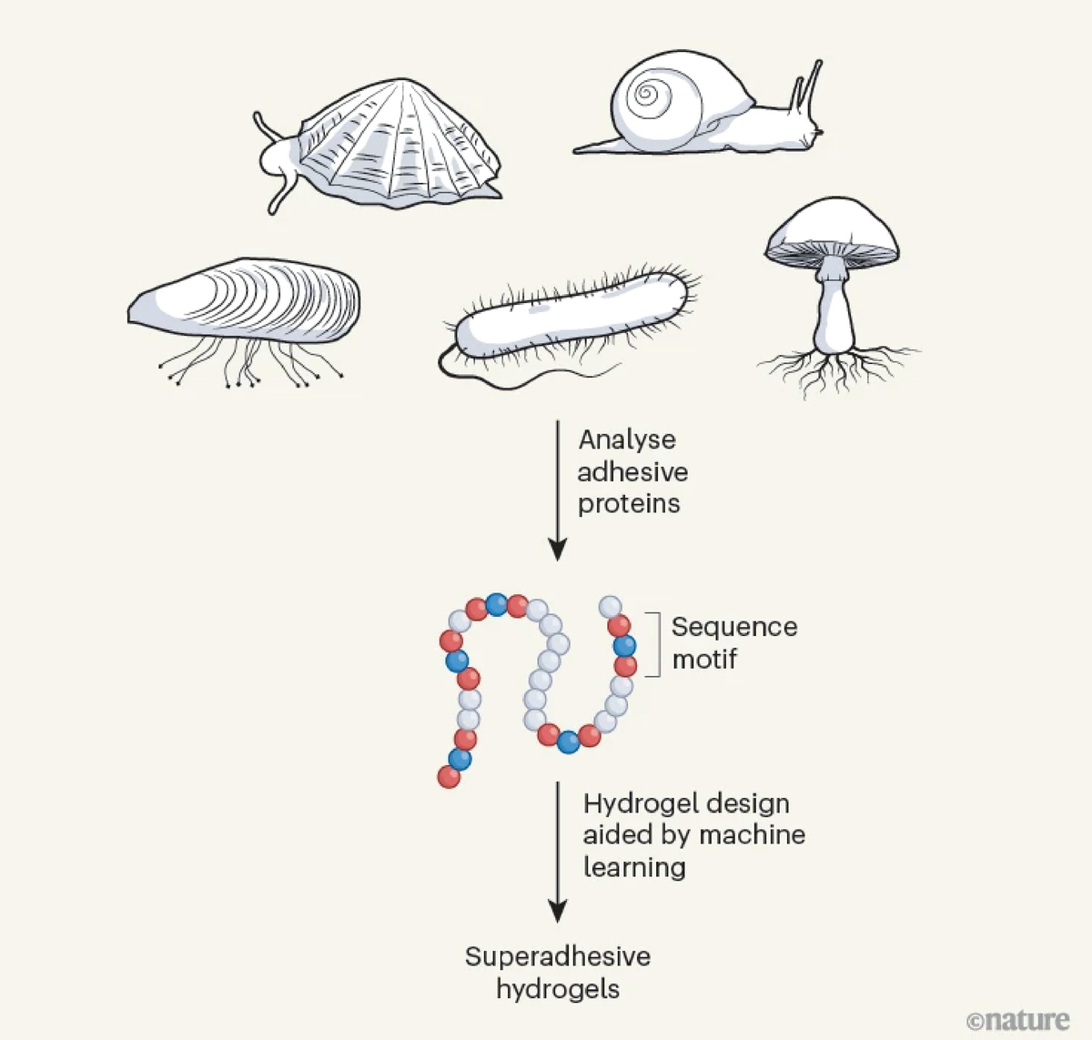 AI-Designed Hydrogel Inspired by Nature Creates Ultra-Strong Underwater ...