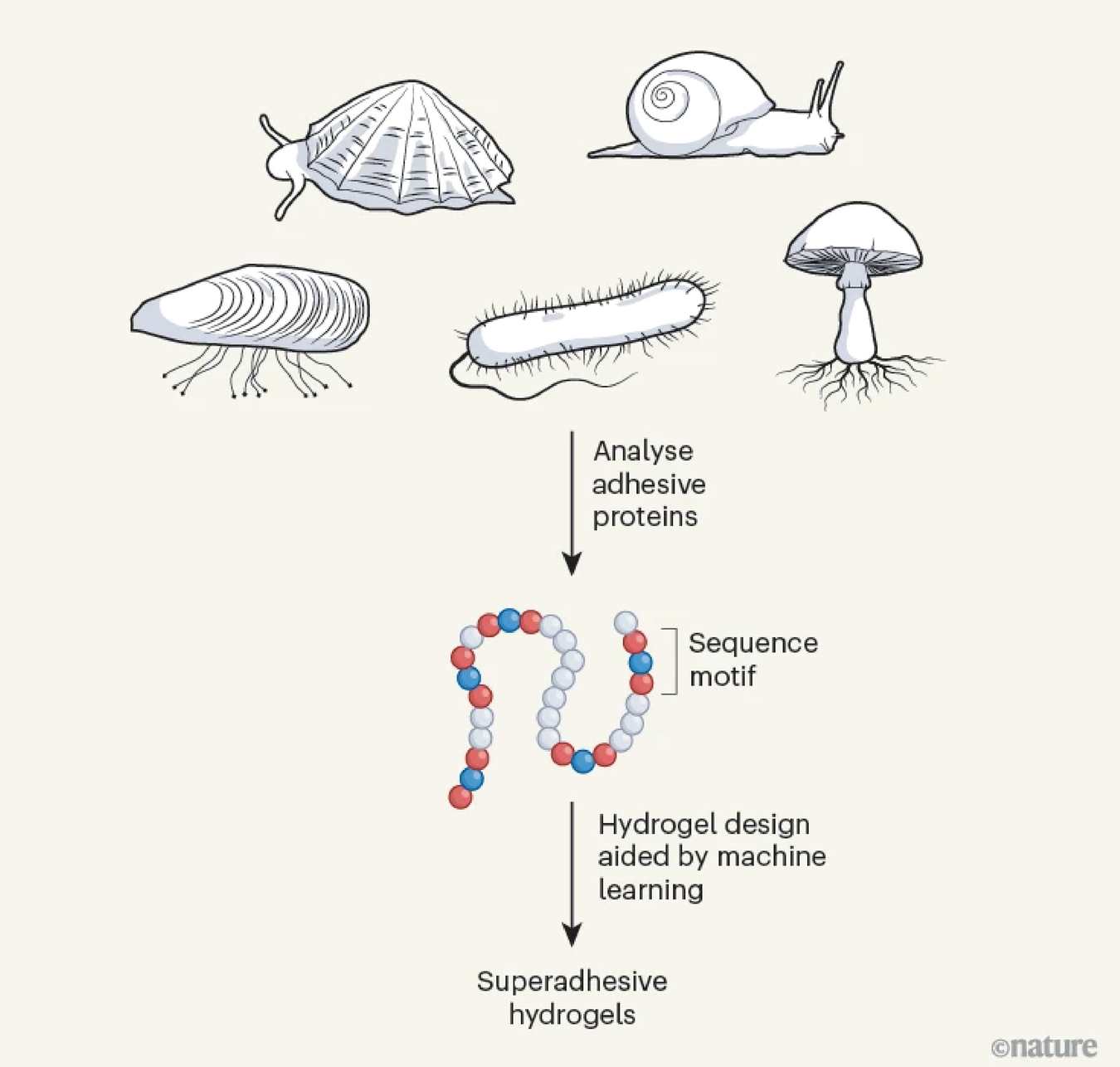 AI-Designed Hydrogel Inspired by Nature Creates Ultra-Strong Underwater ...