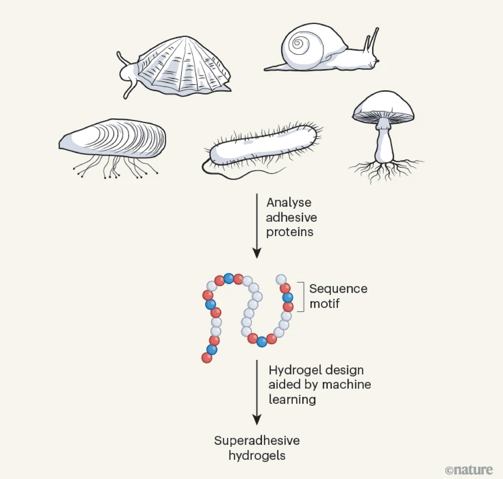 AI-Designed Hydrogel Inspired by Nature Creates Ultra-Strong Underwater ...