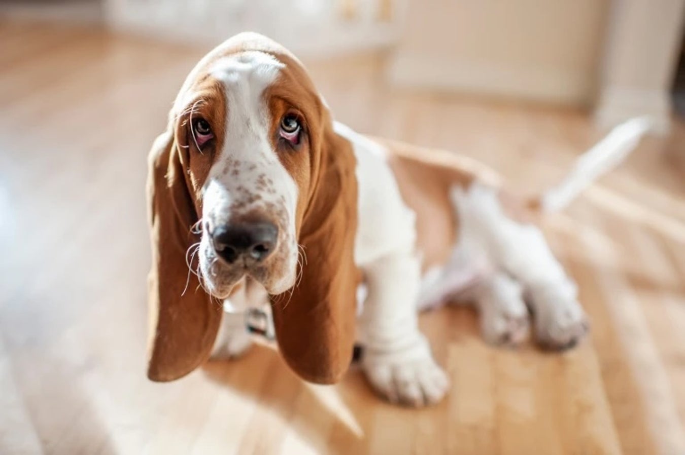 This gene may determine if dogs have long, floppy ears or short, study ...