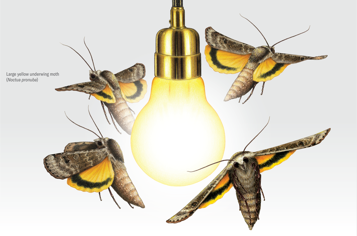 Why Insects Are Lured to Lights in the Night | Scientific American