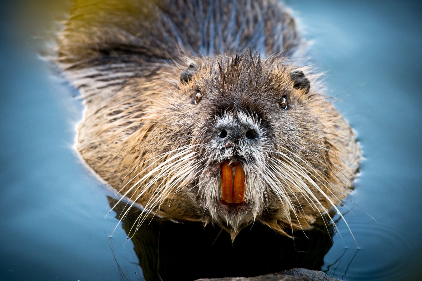 New Math Breakthrough Reveals the Fifth ‘Busiest Beaver’ | Scientific American