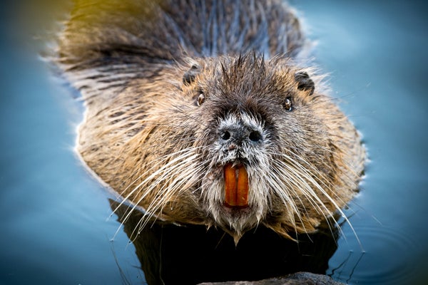New Math Breakthrough Reveals the Fifth ‘Busiest Beaver’ | Scientific ...