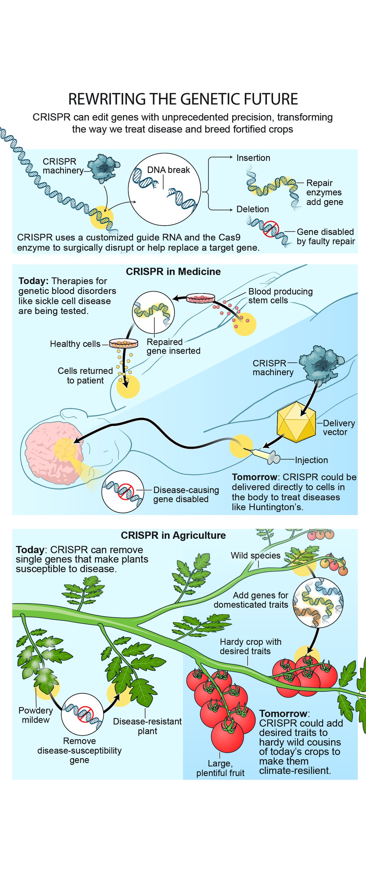 Next-Gen CRISPR and the Future of Gene Editing | Scientific American
