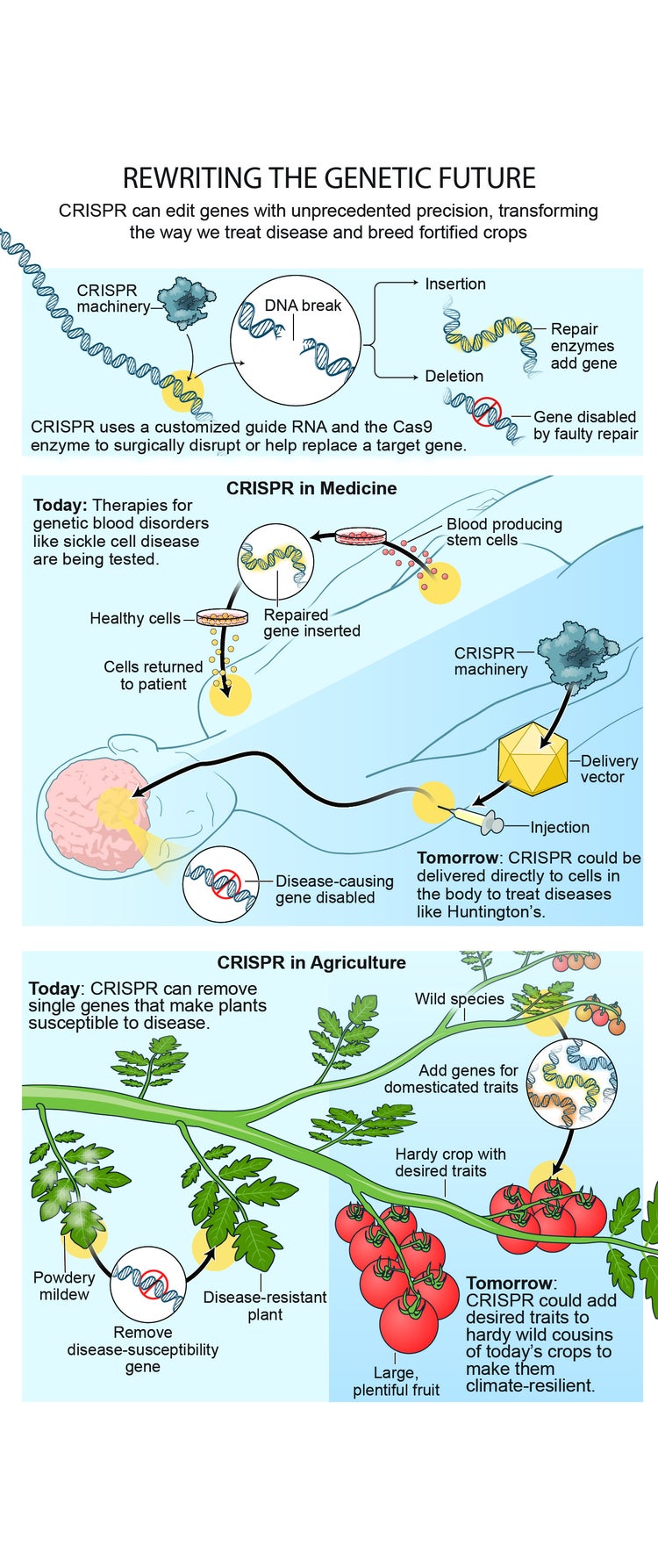 Next-Gen CRISPR and the Future of Gene Editing | Scientific American