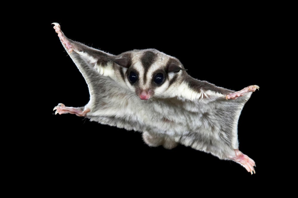 How Sugar Gliders Got Their Wings | Scientific American