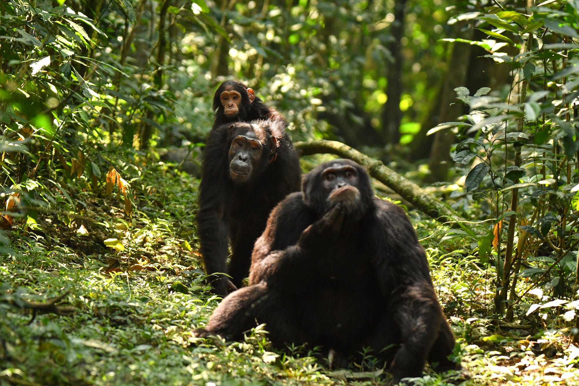 Surprising Chimpanzee Signal Reveals Secrets of Ape Communication ...