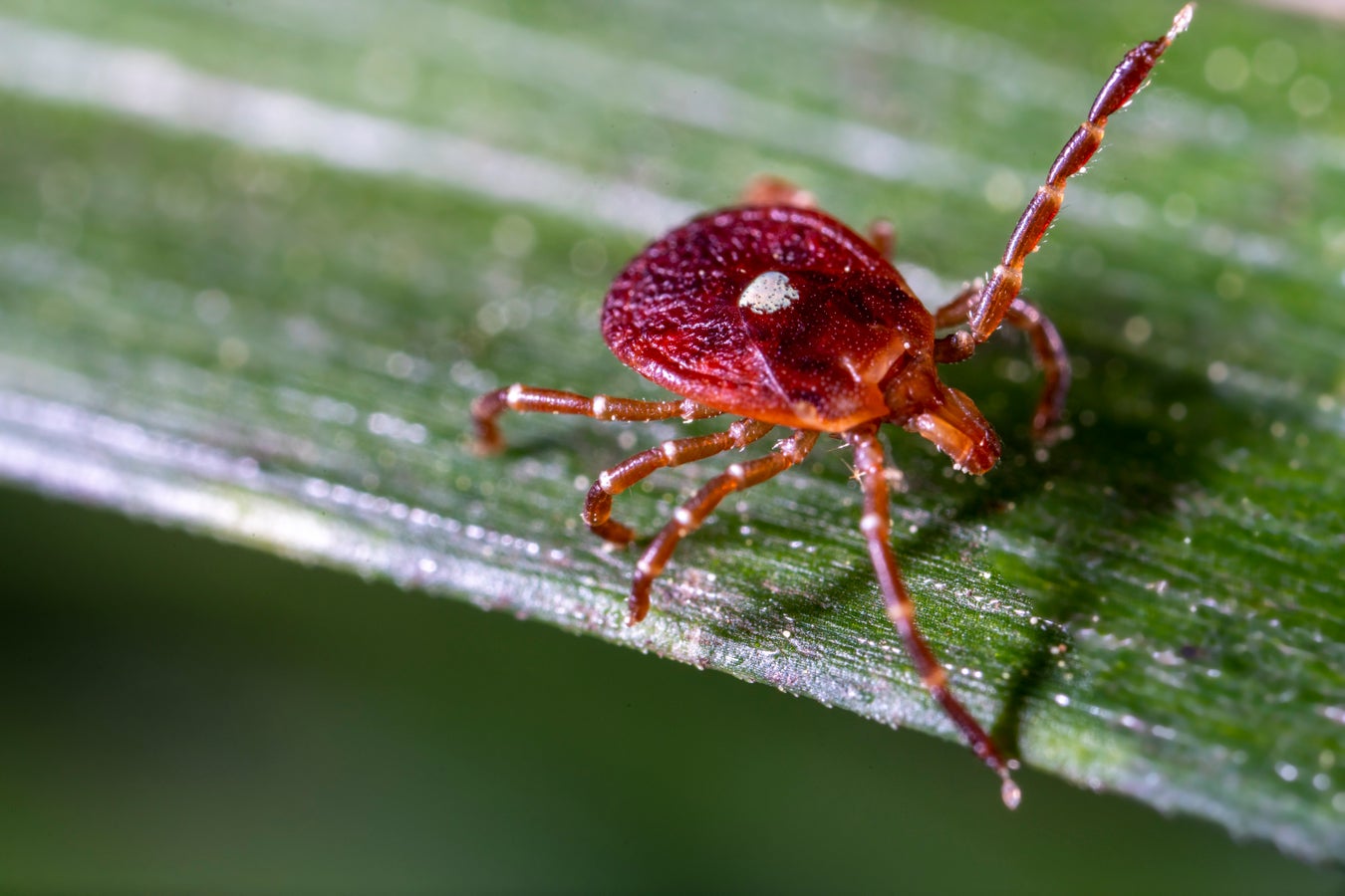 Man With Tick-Borne Meat Allergy Dies after Eating Burger | Scientific ...