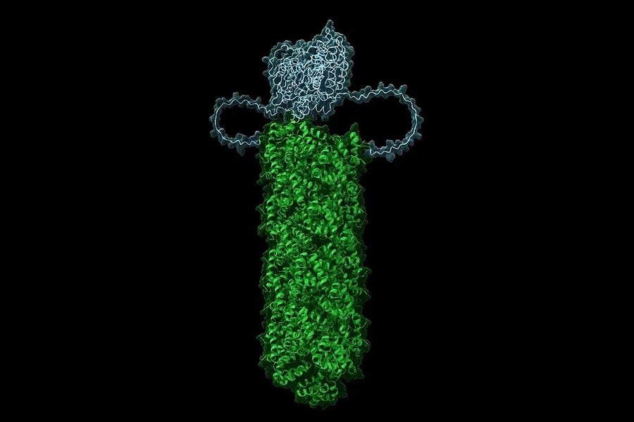 Cells Have a Crystal Trigger That Makes Them Self-Destruct When Viruses ...