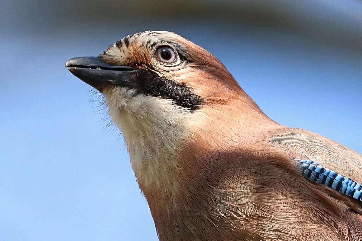 Mental Time Travel Helps Birds Remember Food Stashes | Scientific American