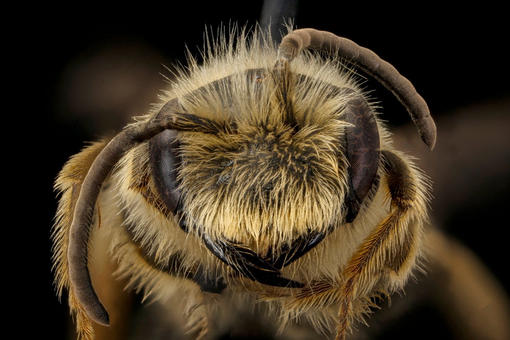 Meet the Fluffy, Funky and Fabulous Native Bees That Call the U.S. Home