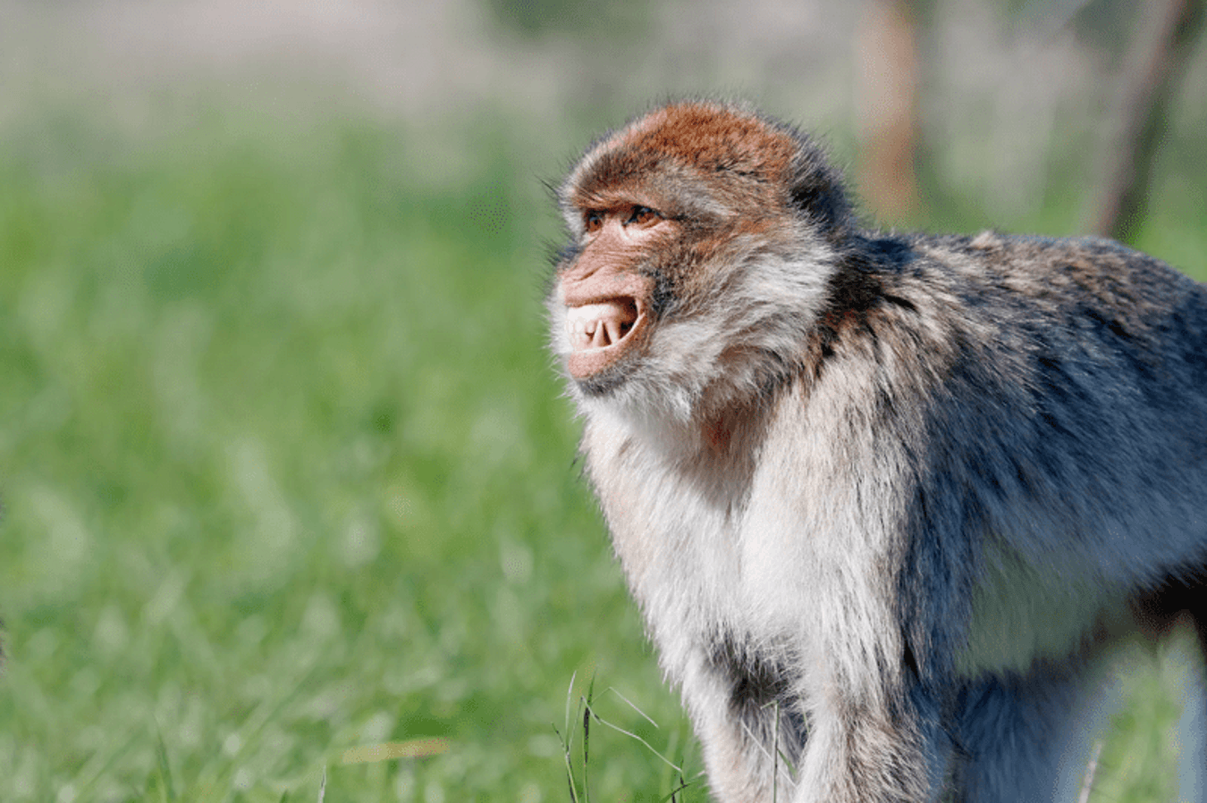 Do Monkeys Make Faces on Purpose? | Scientific American