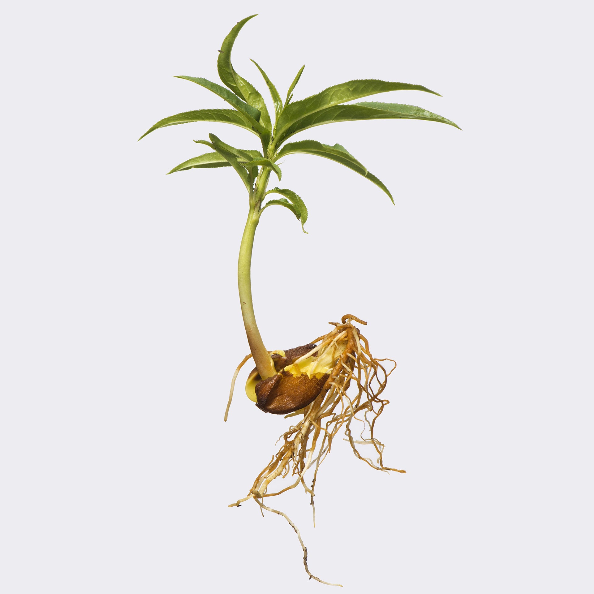 The Surprising Story of How Peaches Became an Icon of the U.S ...