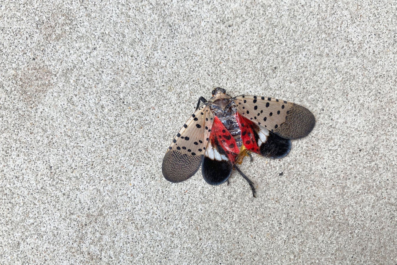 Why Are There Fewer Spotted Lanternflies in New York City? | Scientific ...