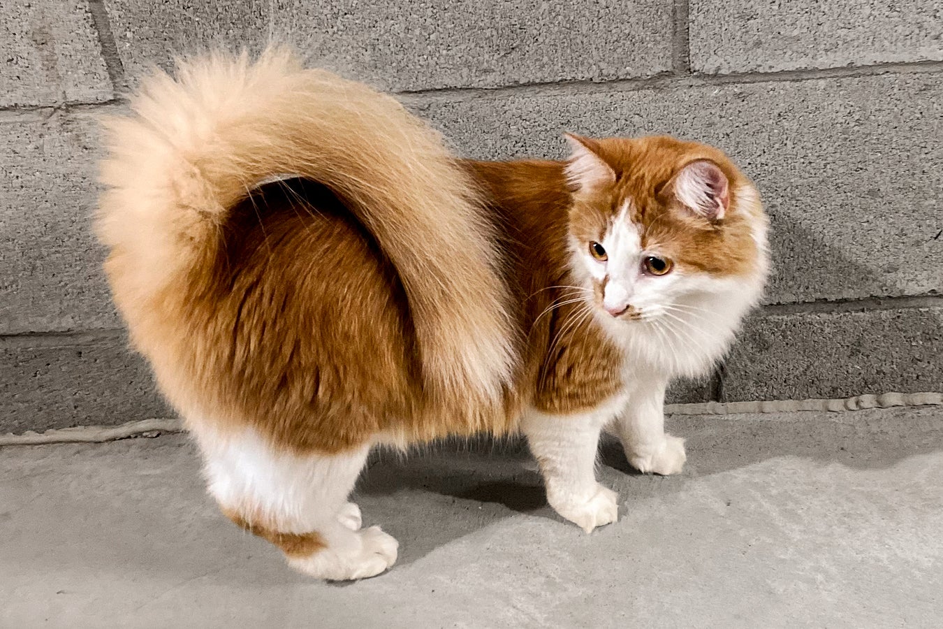 Curly-Tailed Cats Communicate with an ‘Accent’ | Scientific American