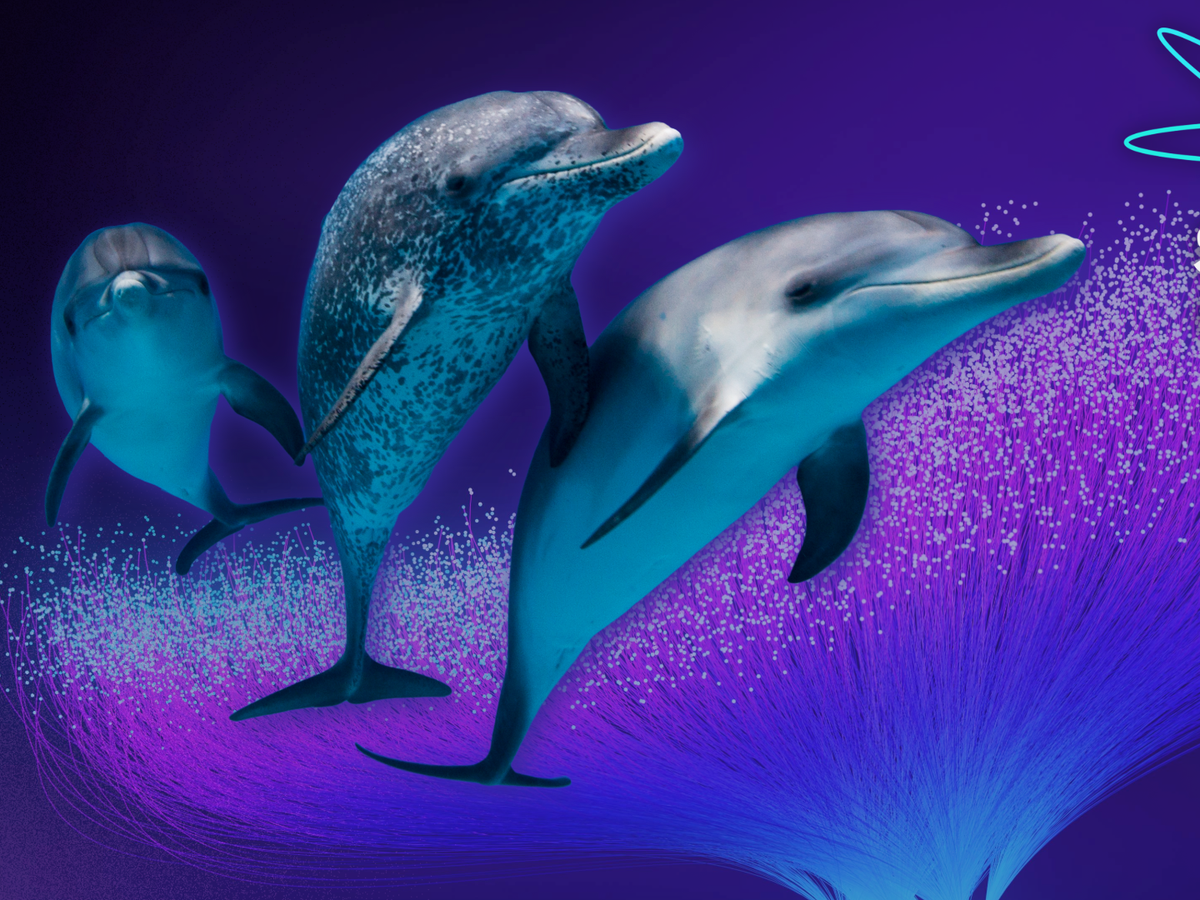 dolphin information technology