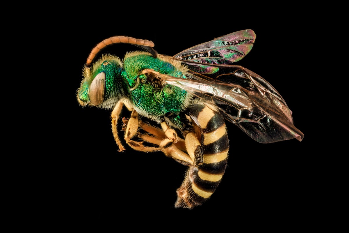 Meet the Fluffy, Funky and Fabulous Native Bees That Call the U.S. Home