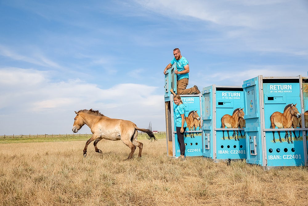 Przewalski's Horses Are Finally Returning to Their Natural Habitat ...