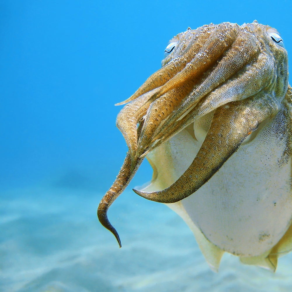 sepia cuttlefish