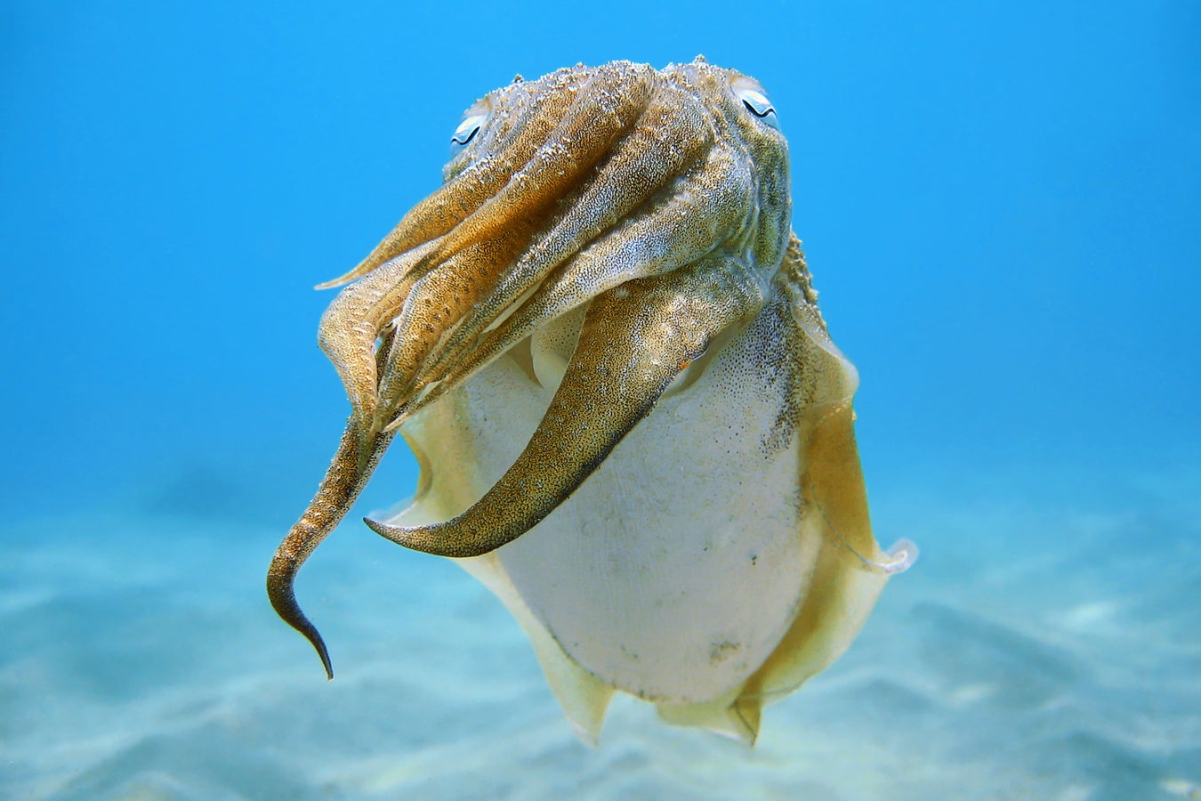 Cuttlefish May Communicate with Discolike Arm Gestures | Scientific ...