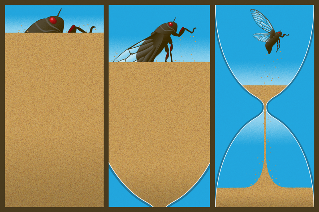 How Do Periodical Cicadas Know When to Emerge? | Scientific American